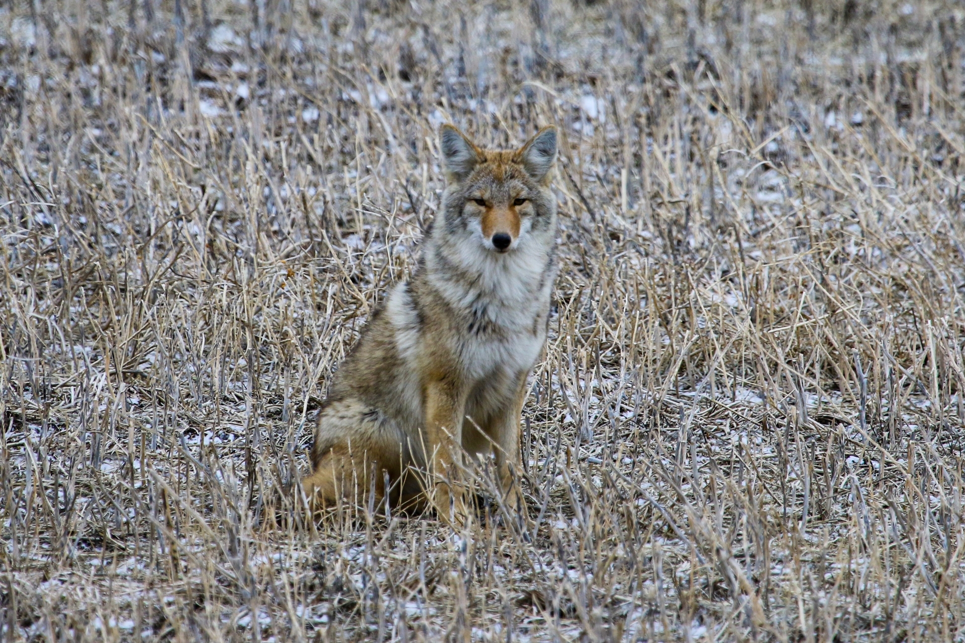 Flight 51 - Predator Hunts